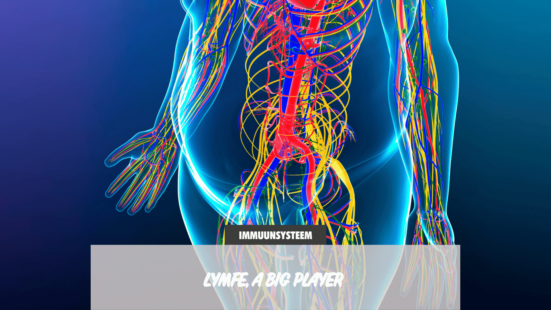 Lymfe | A big player - Bamboogym